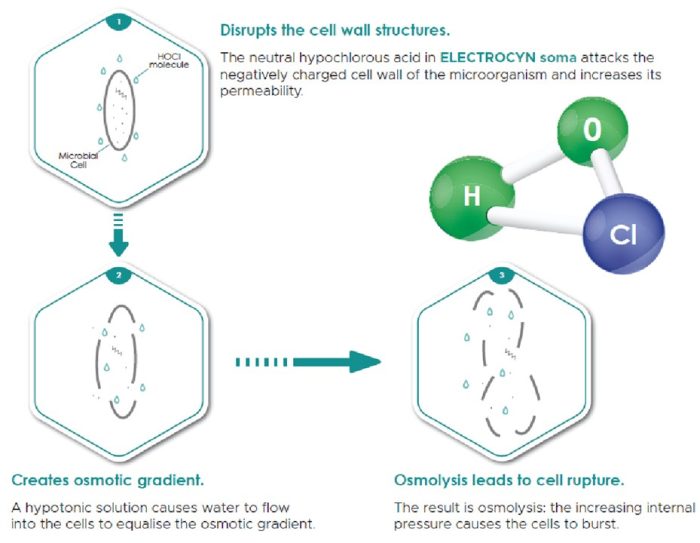 ELECTROCYN™️ soma - V3bio