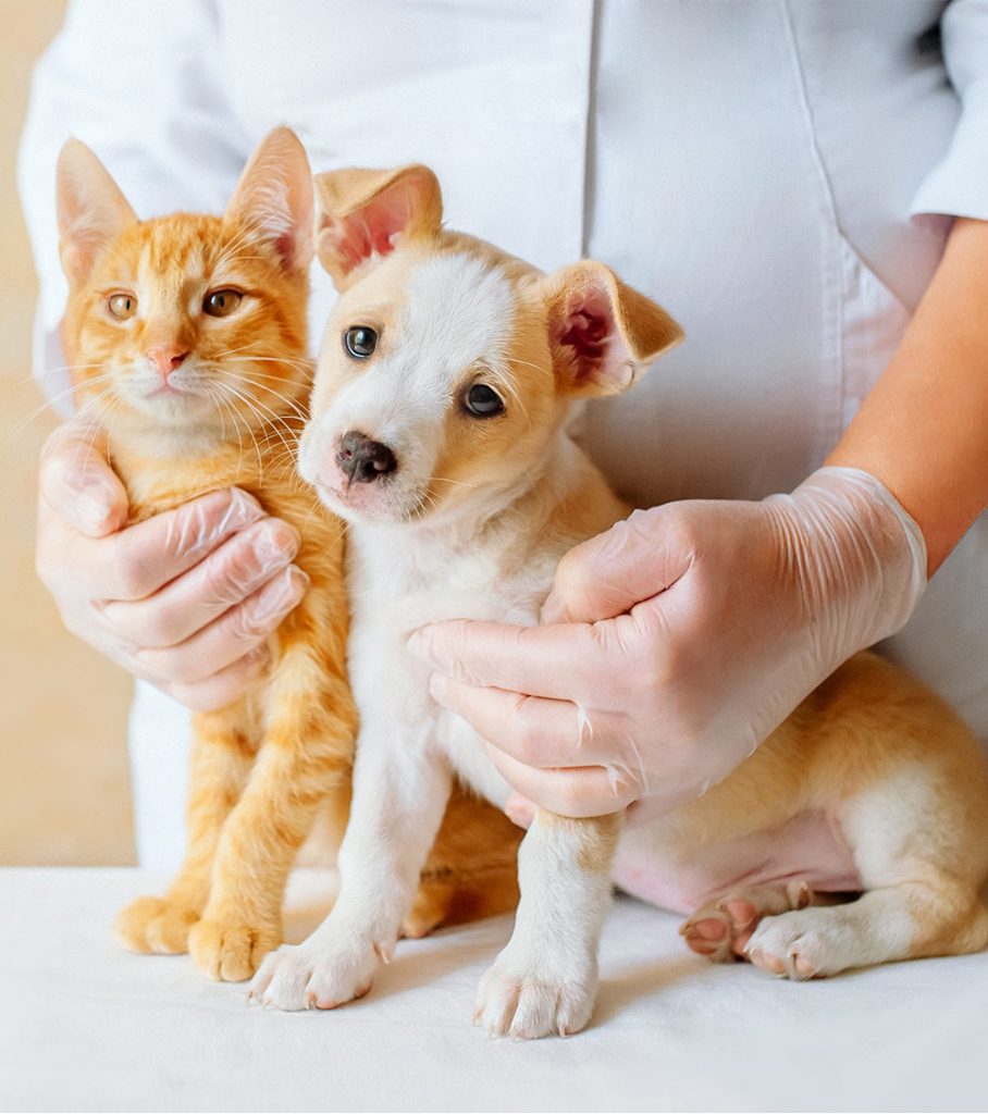 ELECTROCYN™️ vetis - V3bio